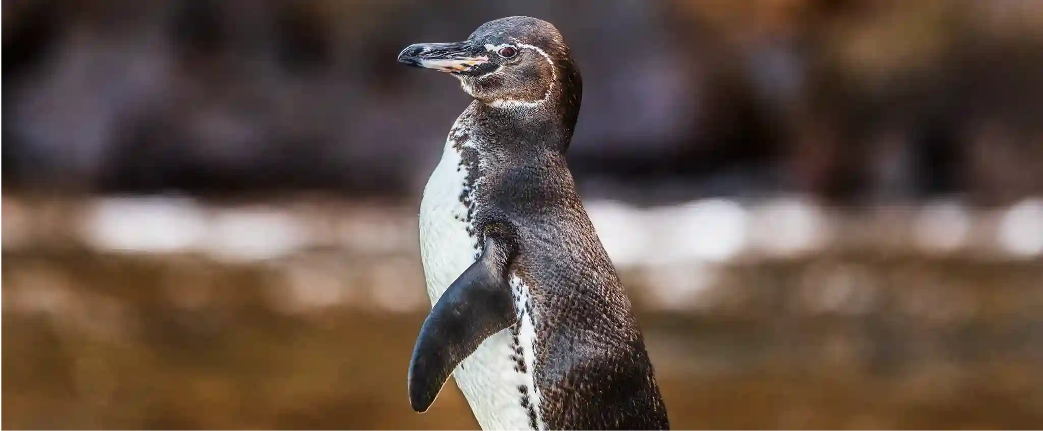 Galapagos Penguin | Tropics’ Only Penguin Species
